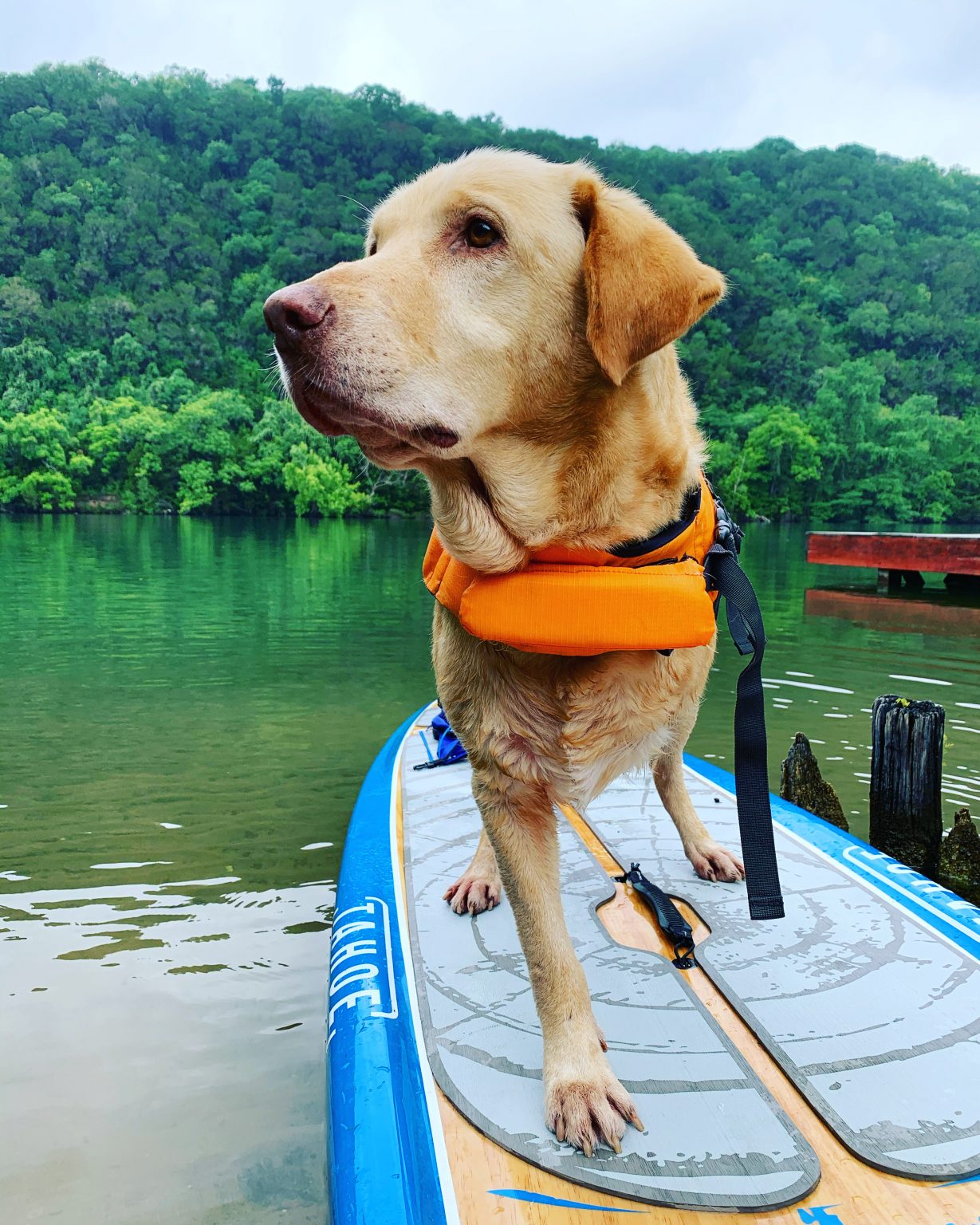 Keeping Up With Milton | Animal Cancer Foundation
