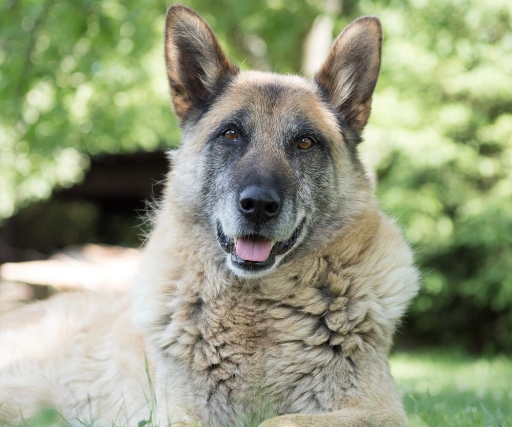 Lipomas In Dogs What You Need To Know Animal Cancer Foundation Lipomas In Dogs What You Need To Know Animal Cancer Foundation