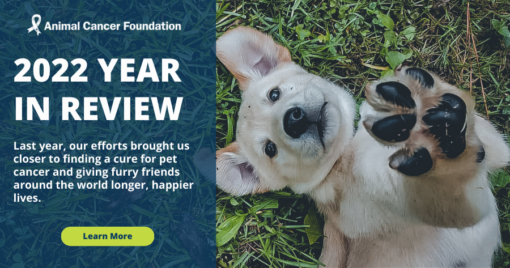 Animal Cancer Foundation