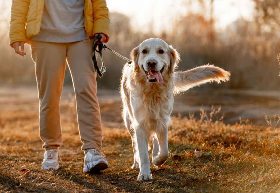 2023 Pet Cancer Awareness Walk | Animal Cancer Foundation