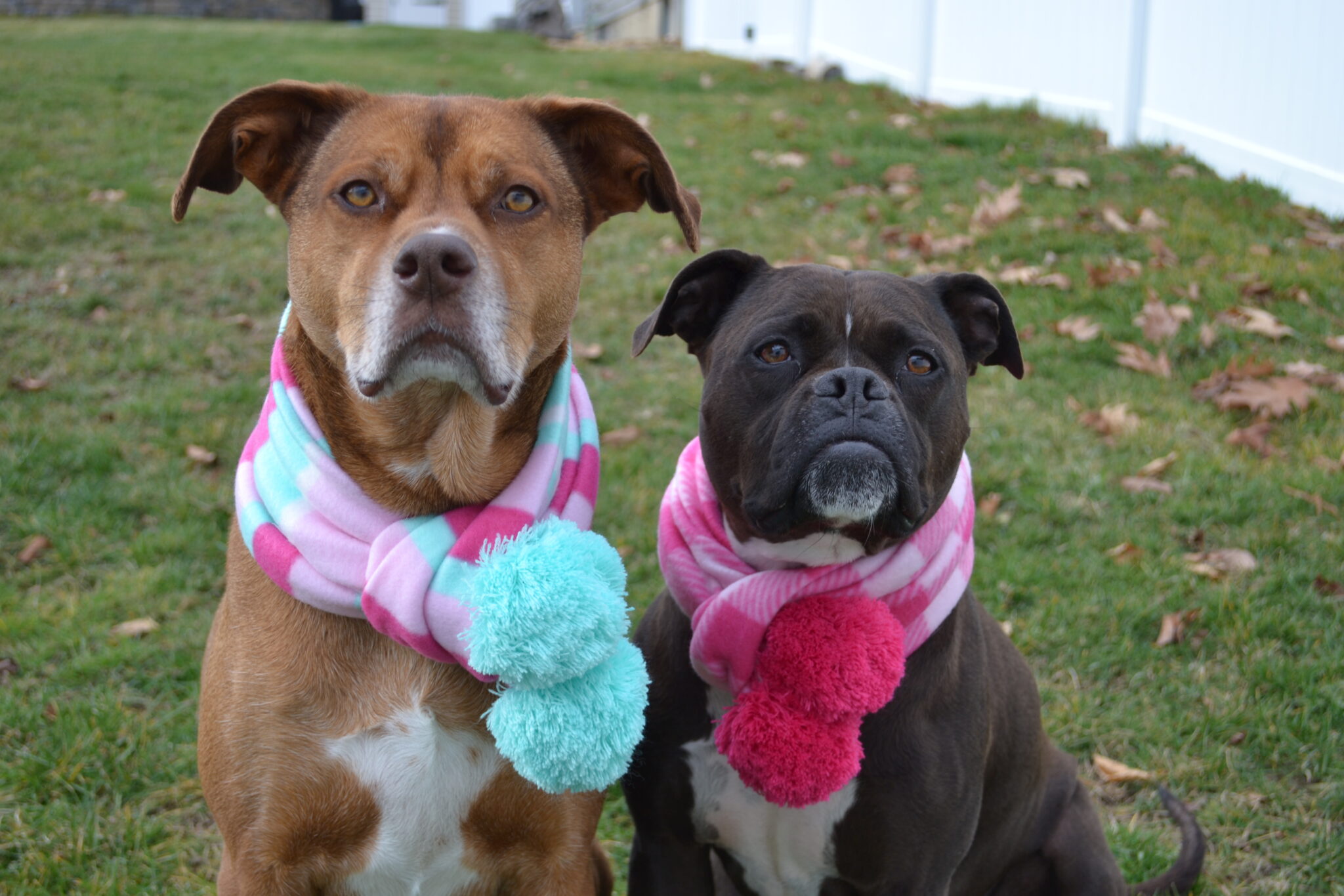 Nola and Laynie | Animal Cancer Foundation