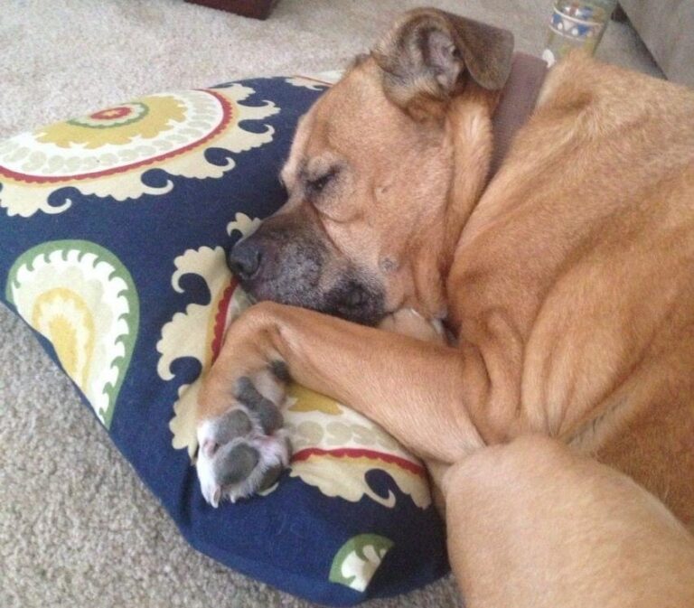 Zenah | Animal Cancer Foundation
