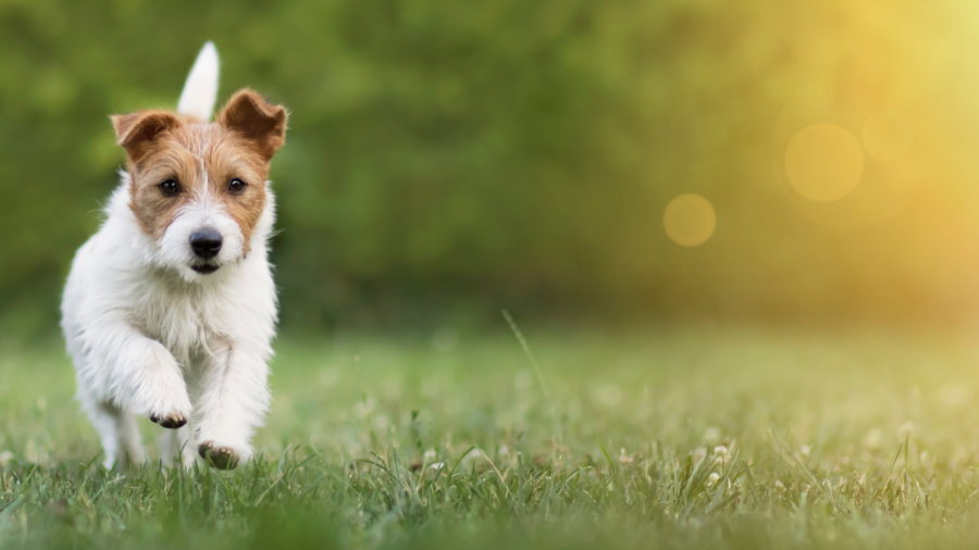 Participating Locations | Animal Cancer Foundation