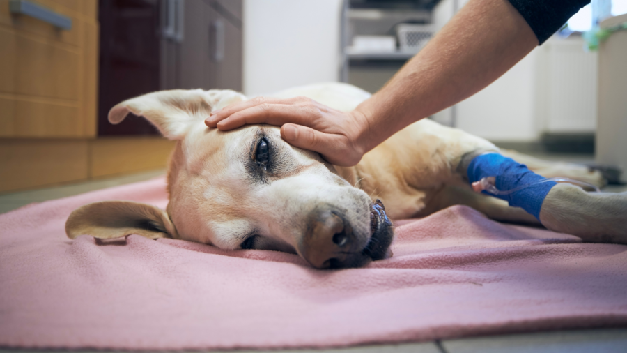 Common Cancers | Animal Cancer Foundation